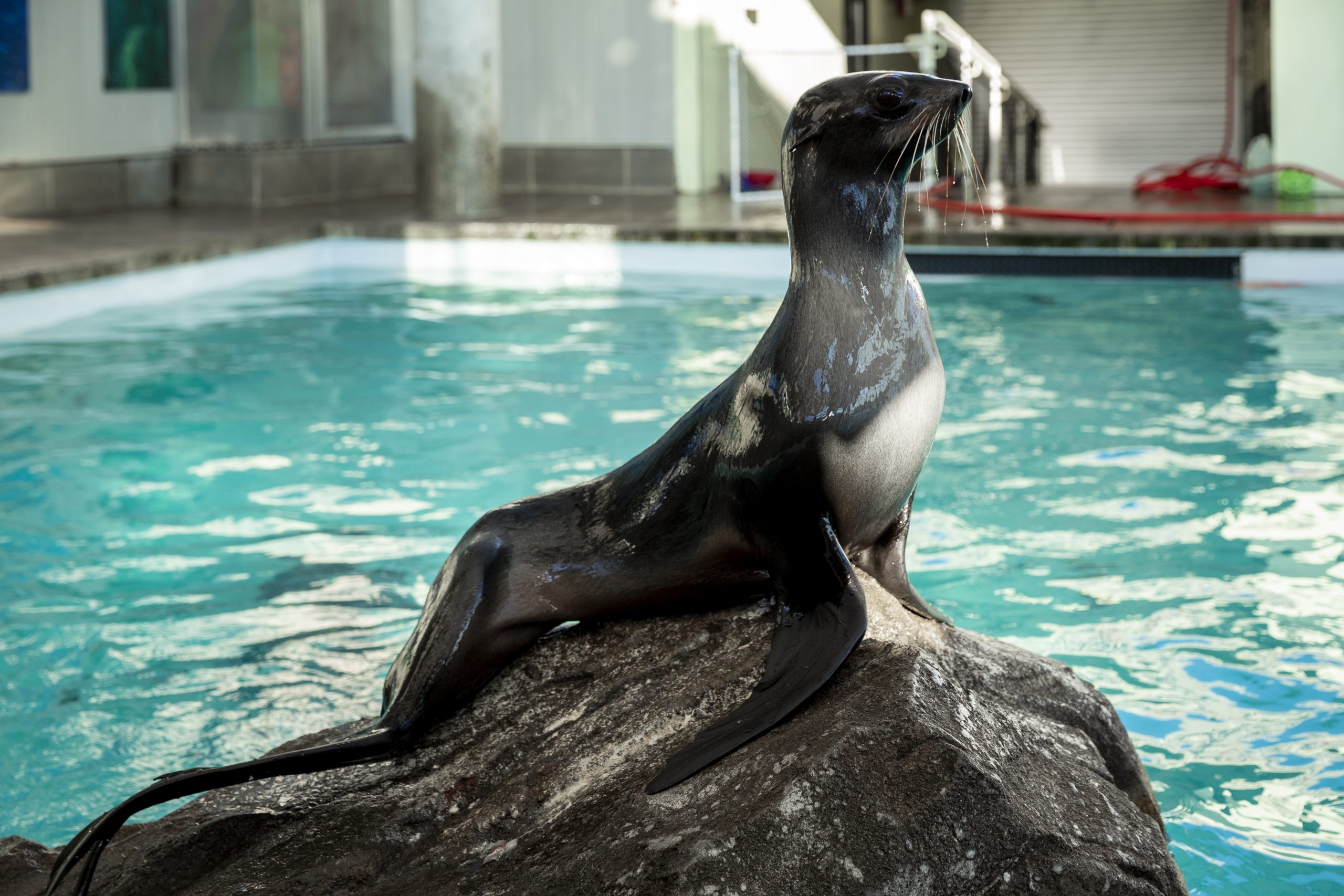 Where is Luna? Follow Her Stay at Mystic Aquarium - New England Aquarium