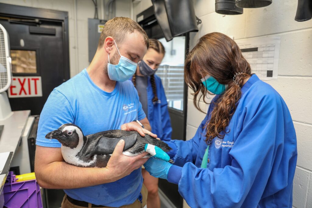 After Innovative Treatment, this African Penguin is Thriving - New ...