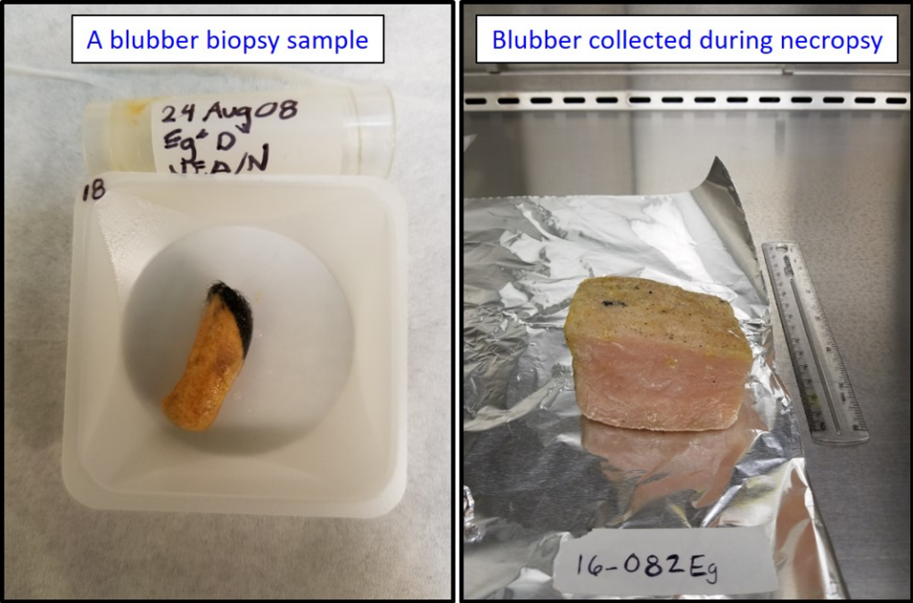 A Tiny Piece of Whale Blubber Leads to Big Results - New England Aquarium