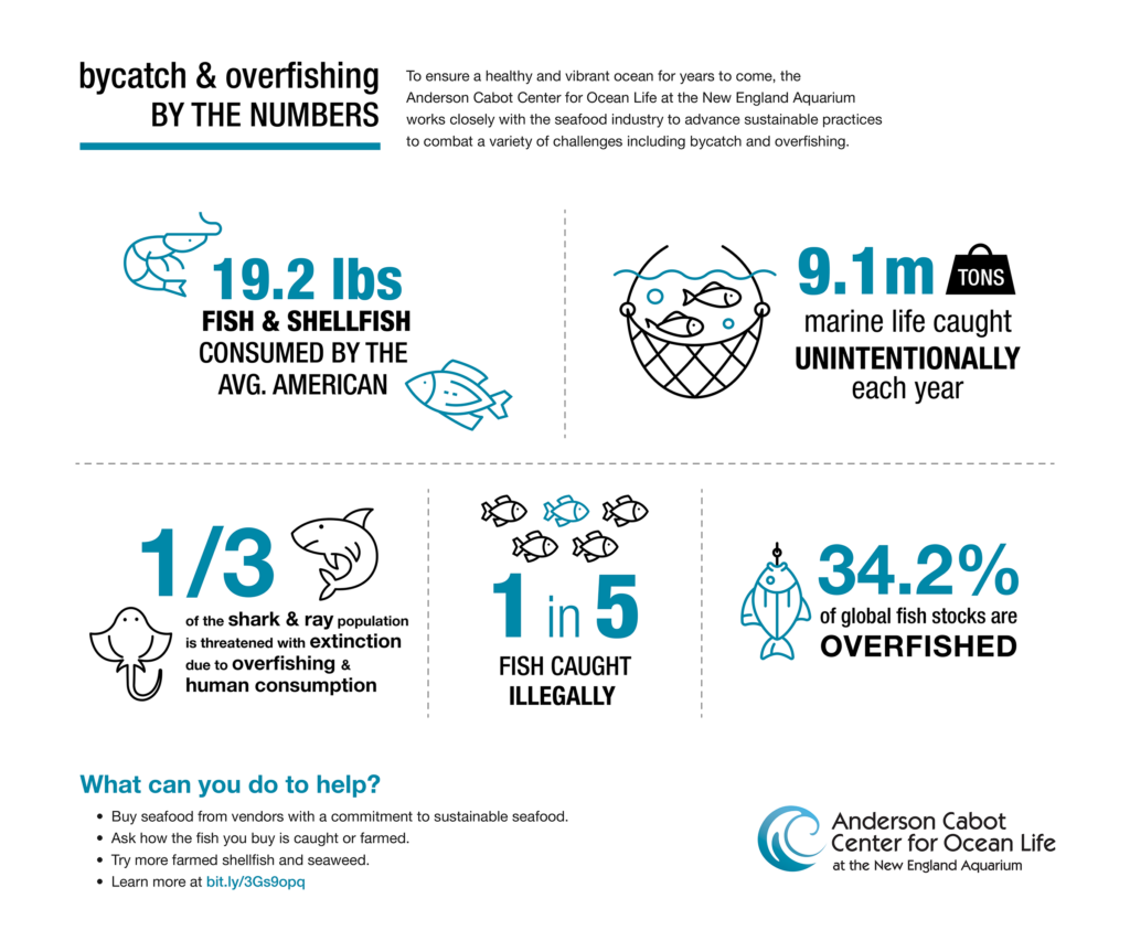 Sustainable Seafood Infographic