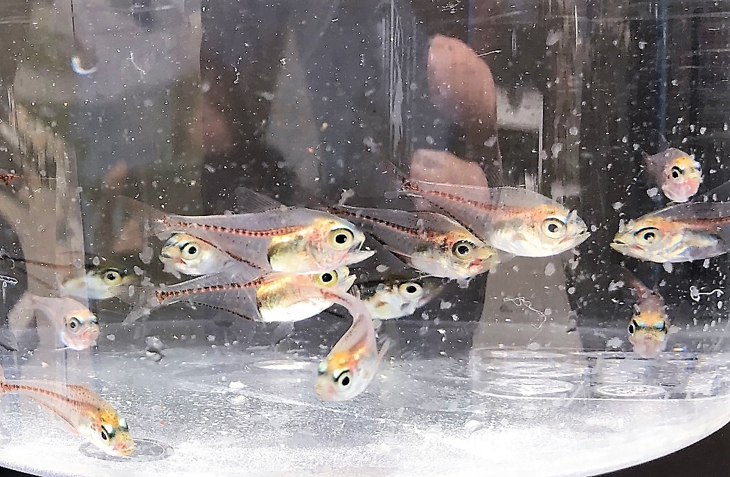 Raising Fish Sustainably: Q&A with Barbara Bailey - New England Aquarium