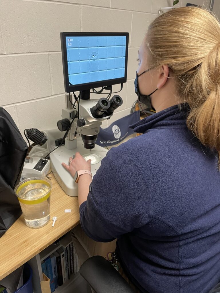 What’s in an Egg? - New England Aquarium
