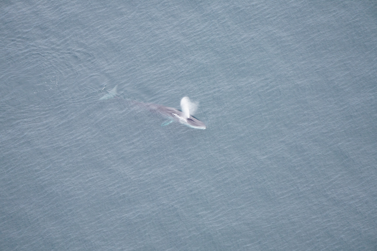 Marine Monument Brings Together Diverse Animal Assemblage - New England ...