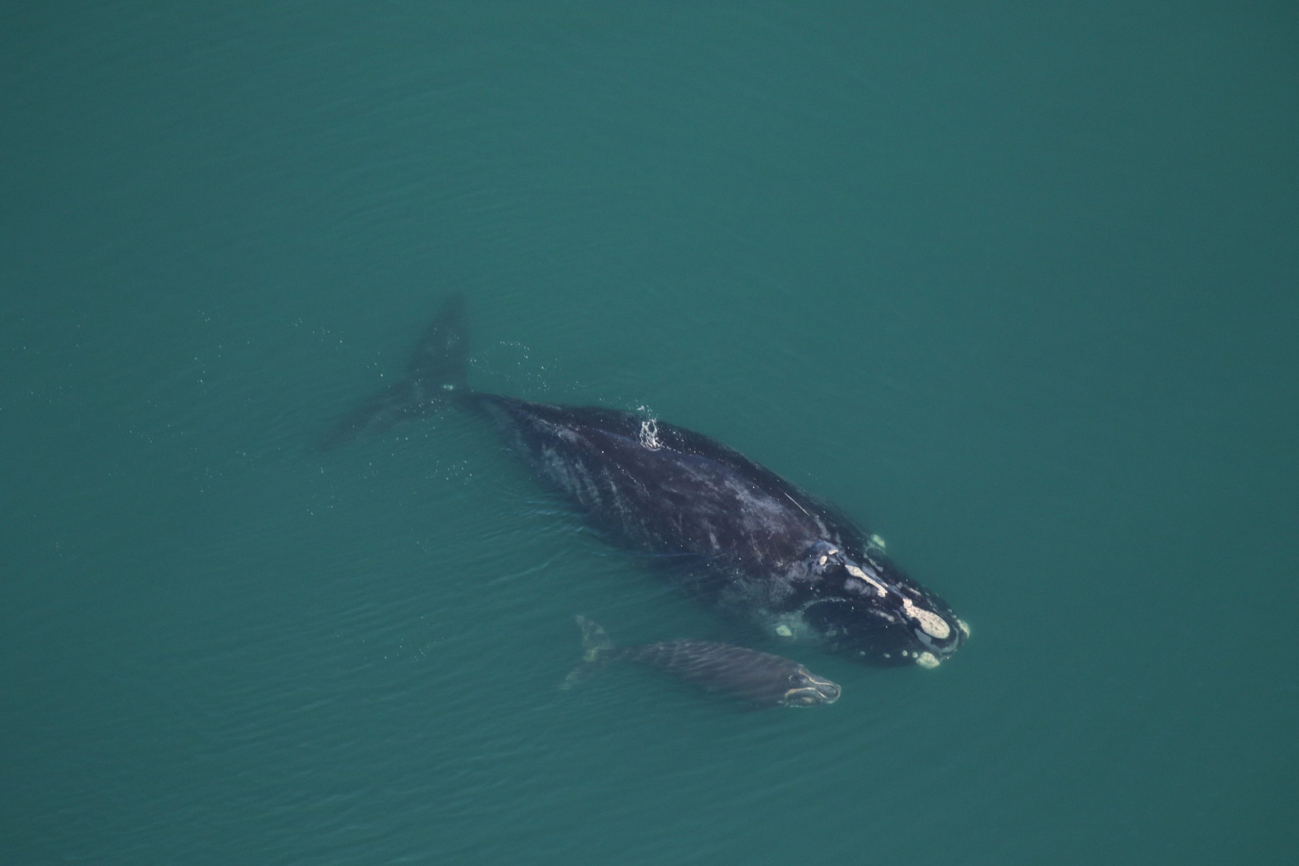 Baby Northern Right Whale