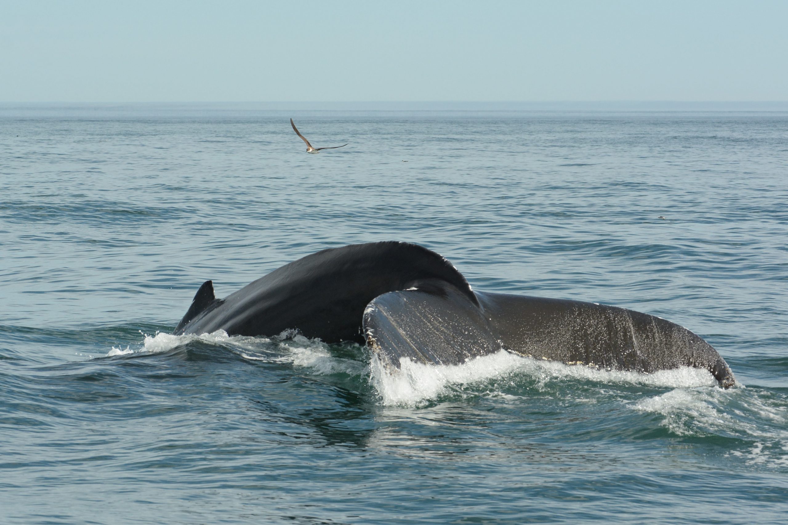 A Whole Heap Of Humpbacks! - New England Aquarium