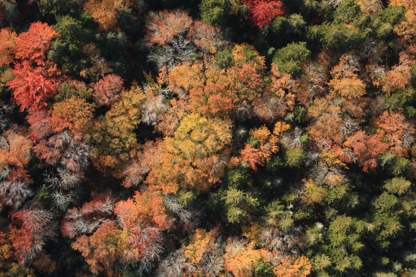 Fall Aerial Survey Sightings - New England Aquarium