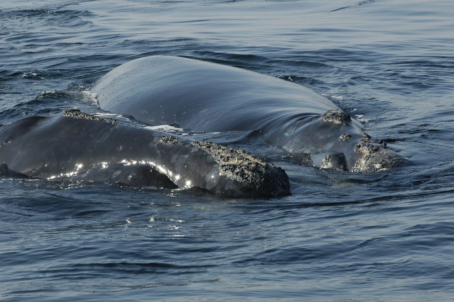 A Tiny Piece of Whale Blubber Leads to Big Results - New England Aquarium