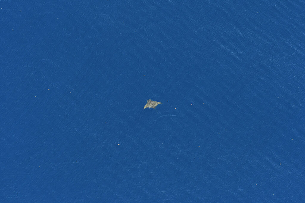 High Biodiversity Seen in Monument - New England Aquarium
