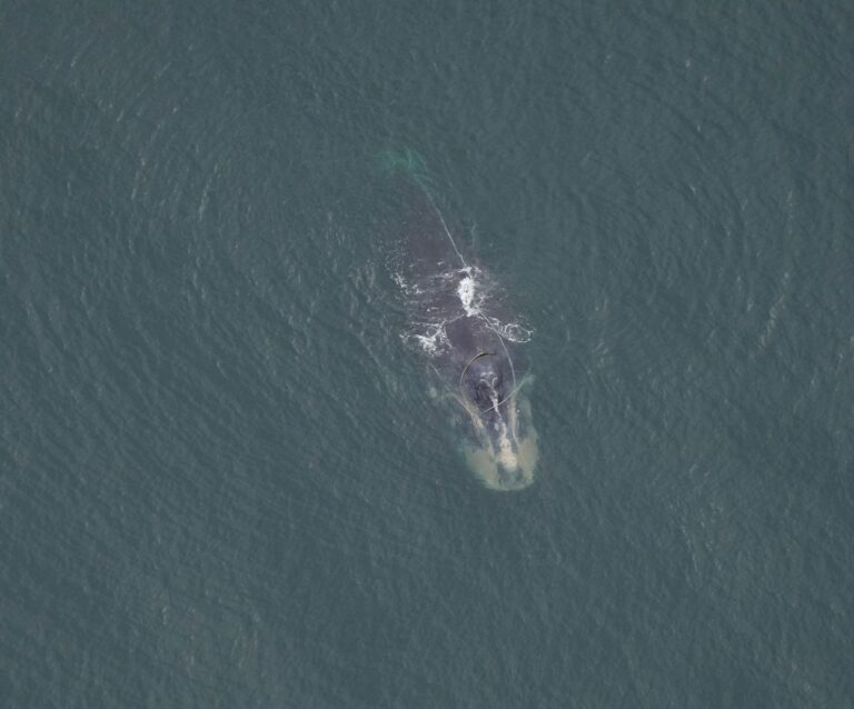 Facing Human-Caused Threats, Right Whales’ Downward Trend Continues ...