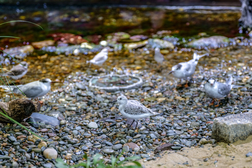 Welcome, Peepsqueak! - New England Aquarium