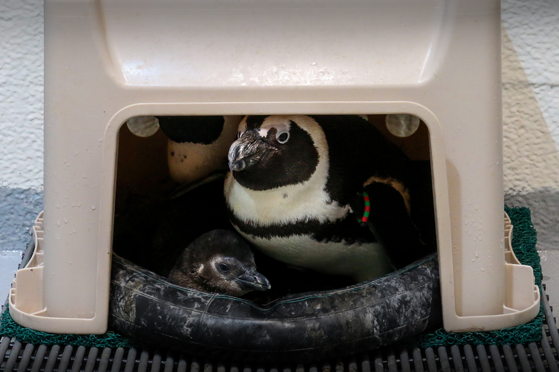 Caring for Our Newest African Penguin Chick - New England Aquarium