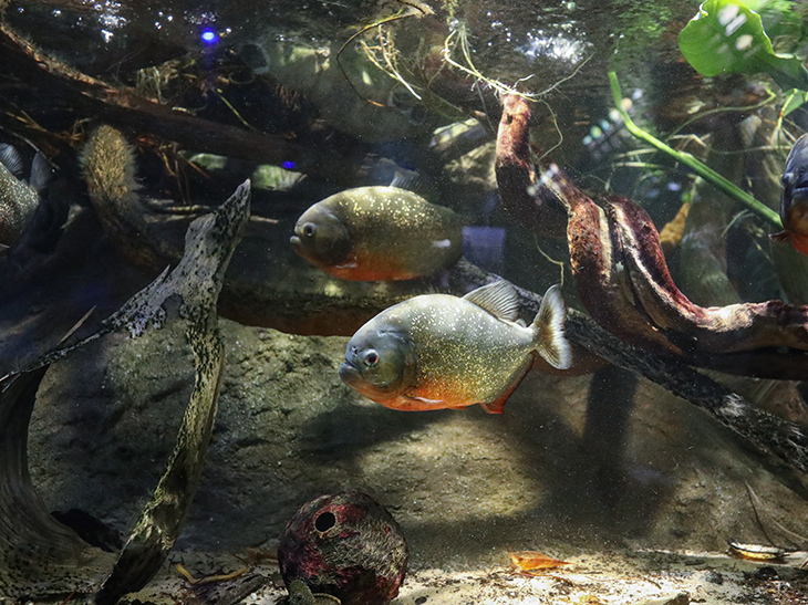 Red bellied Piranha New England Aquarium Red bellied Piranha New England Aquarium