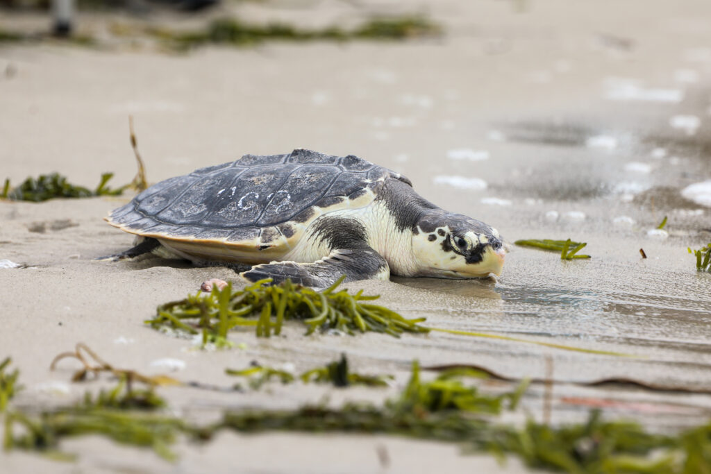New England Aquarium releases four rehabilitated sea turtles into ocean ...