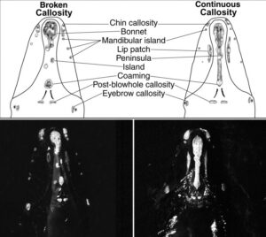 Identifying Right Whales - New England Aquarium