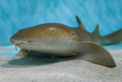 Sharks - New England Aquarium