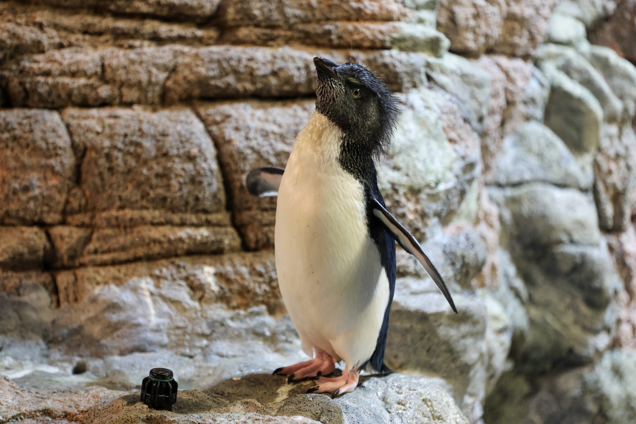 Southern rockhopper penguin chick now on exhibit at New England ...