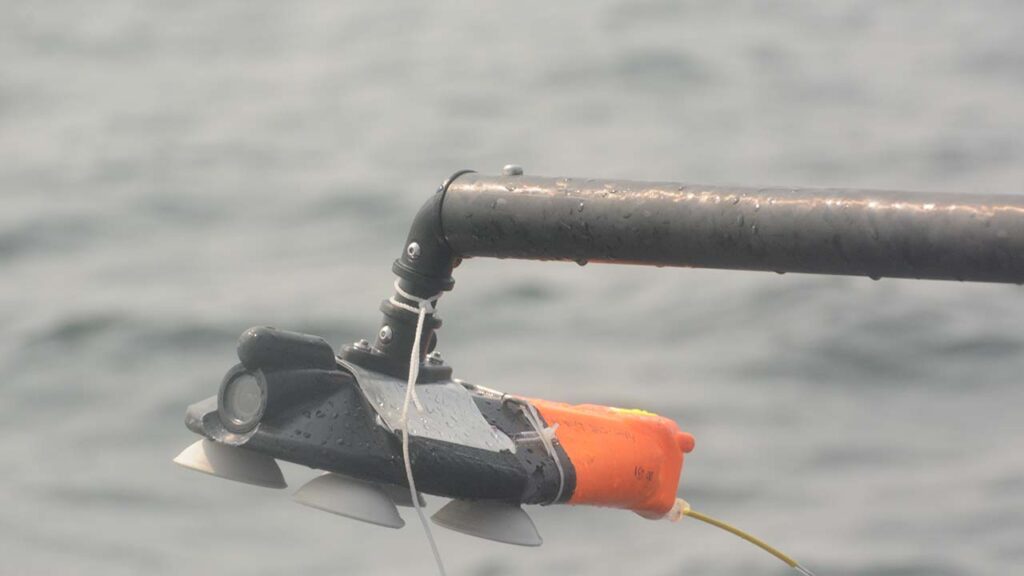 Tagging Right Whales: Know Your Tag Types - New England Aquarium