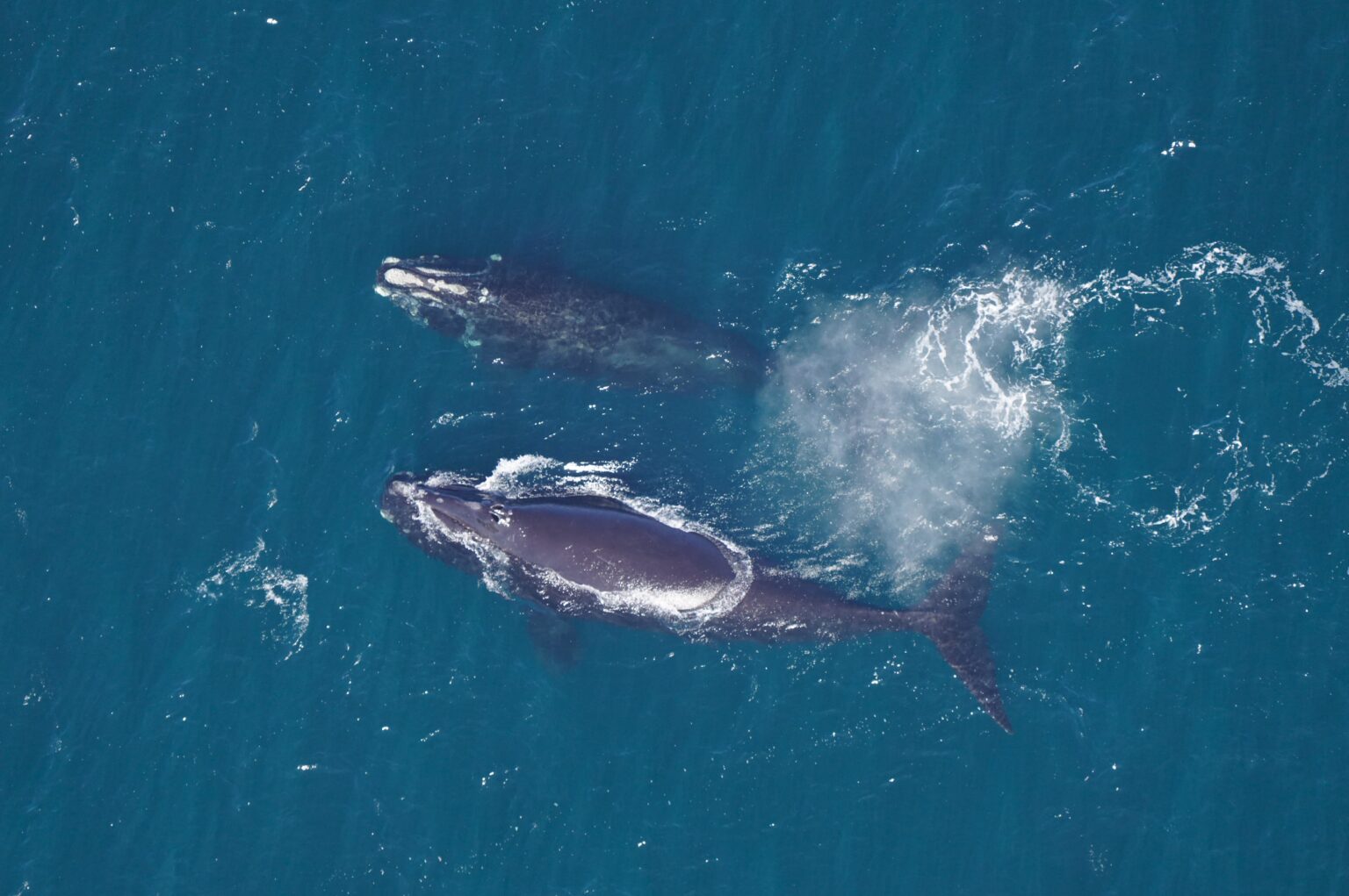 Scientists release annual population estimate for critically endangered ...