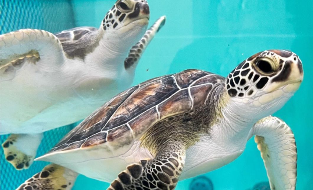 Tracking Loggerhead Sea Turtles with Acoustic Telemetry - New England ...