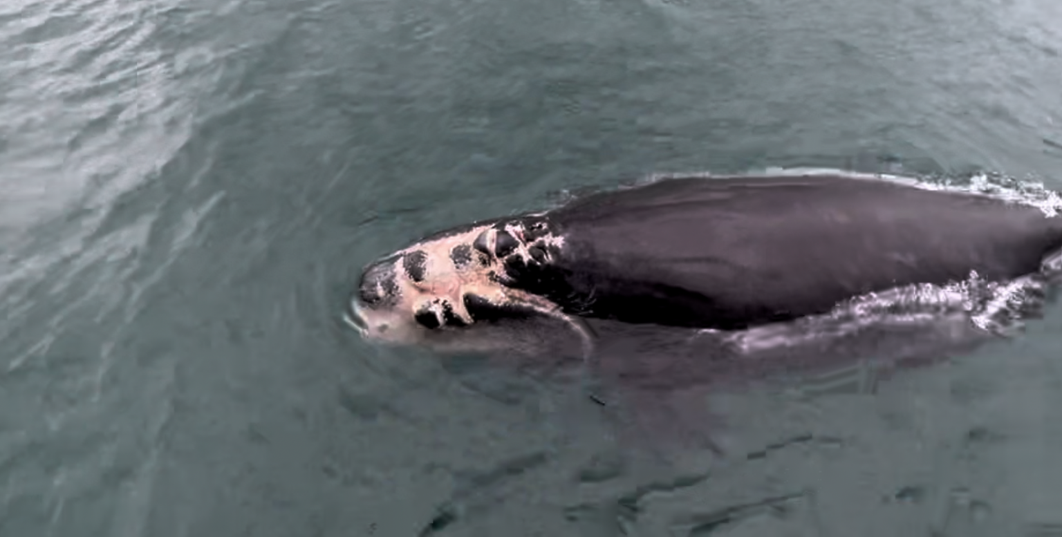 Aquarium responds to North Atlantic right whale calf seriously injured by boat propeller - New ...