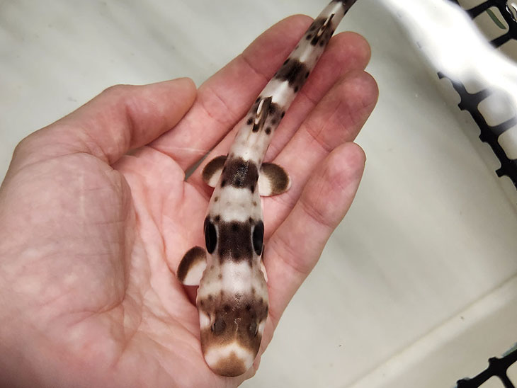 Welcoming Epaulette Shark Hatchling #100 - New England Aquarium