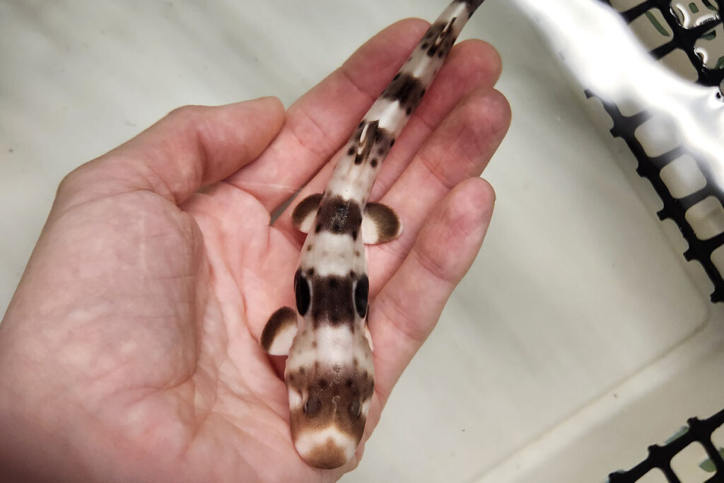 Aquarium celebrates hatching off 100th epaulette shark since 2012 - New ...