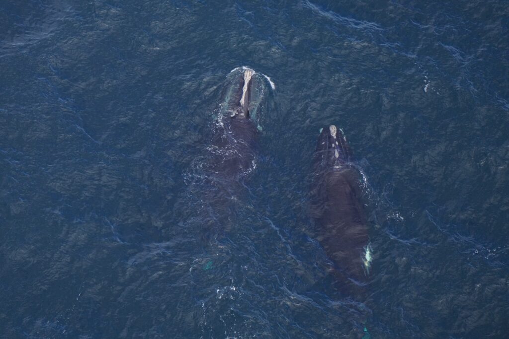 Aquarium scientists spot 31 right whales in shipping lanes off ...