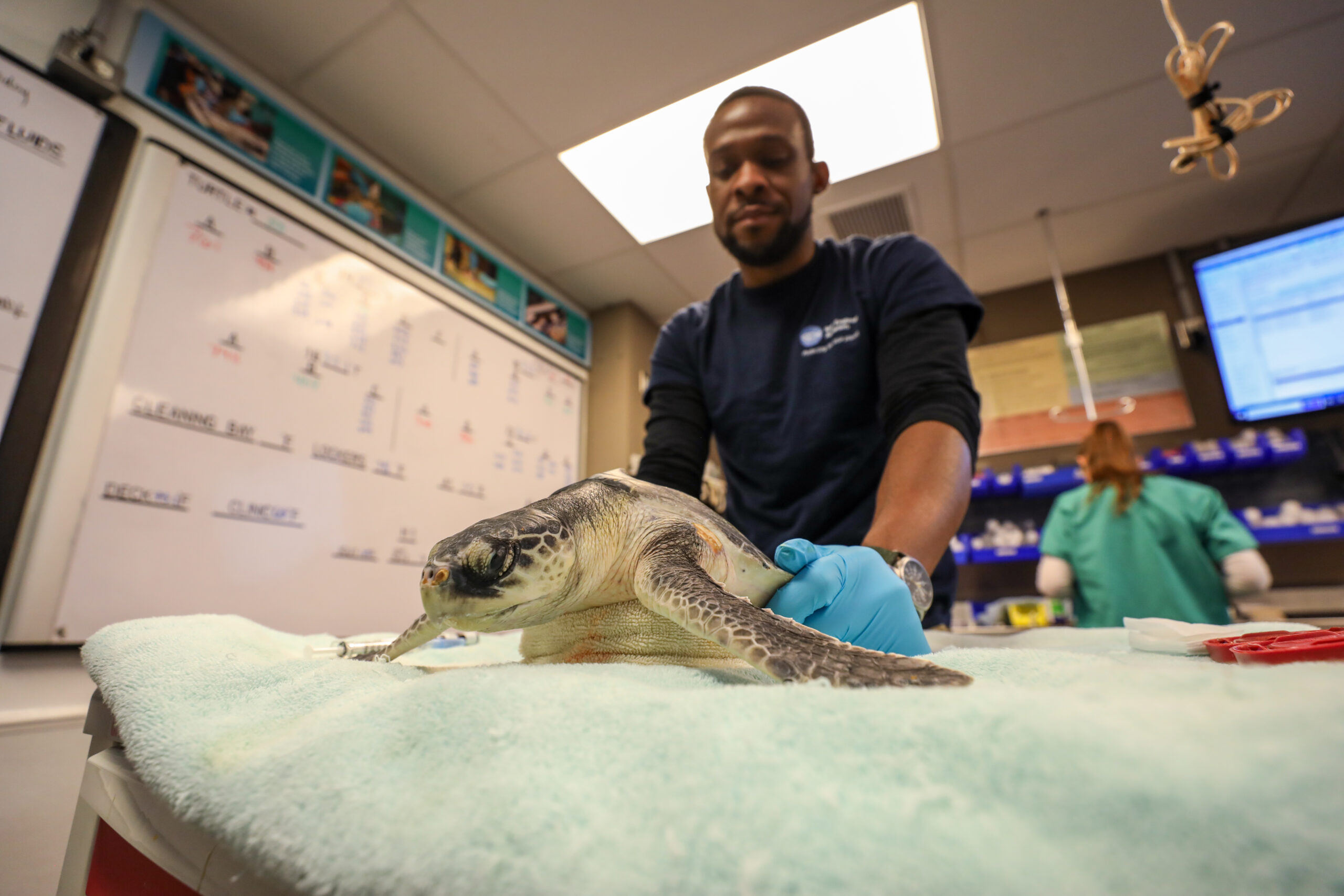 Dozens of rehabilitating sea turtles receive festive names as long-term ...