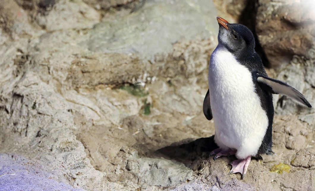 Anemonefish - New England Aquarium