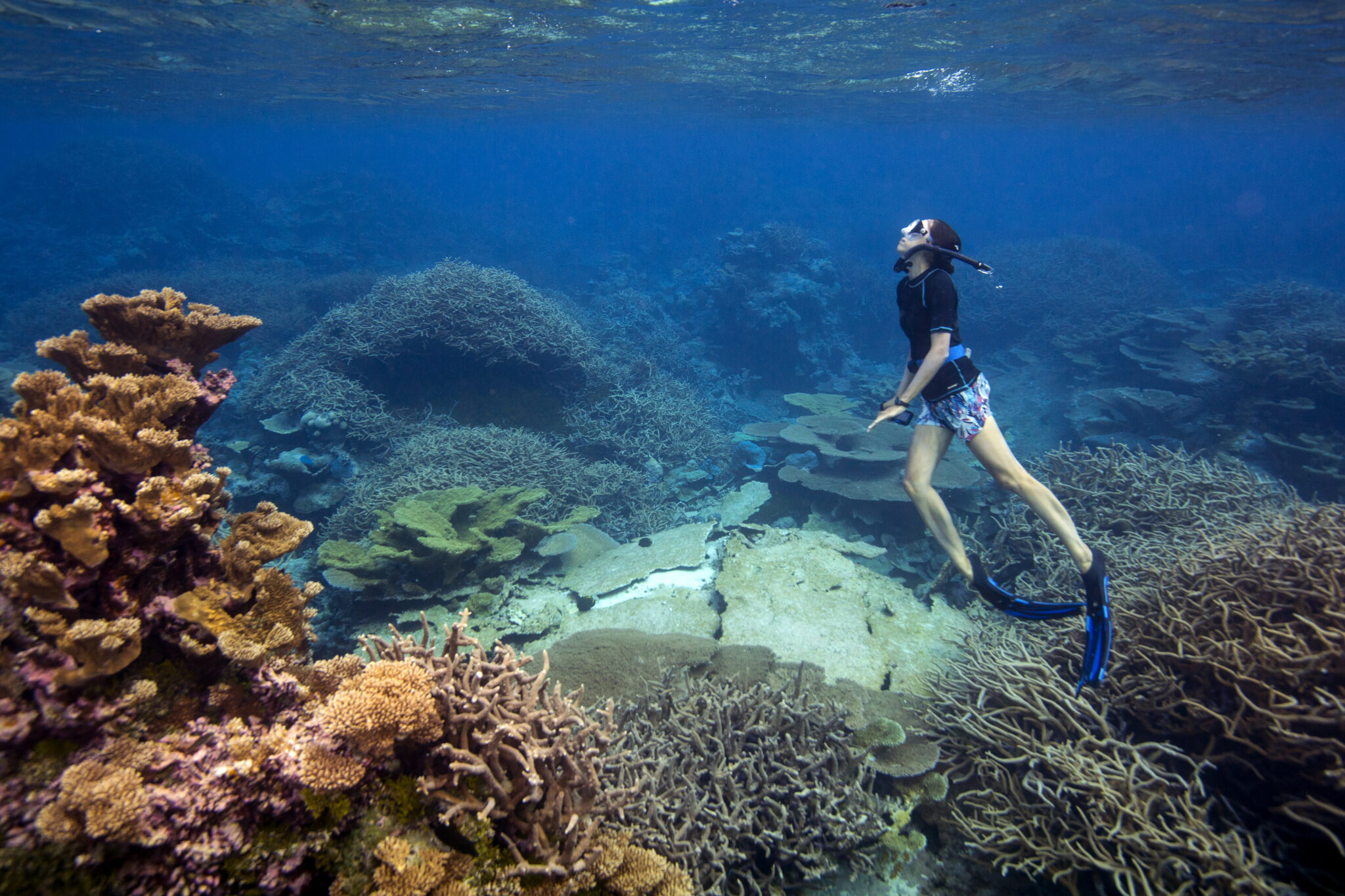 Dive into the untouched wonders of the Pacific Ocean in new film Ocean ...