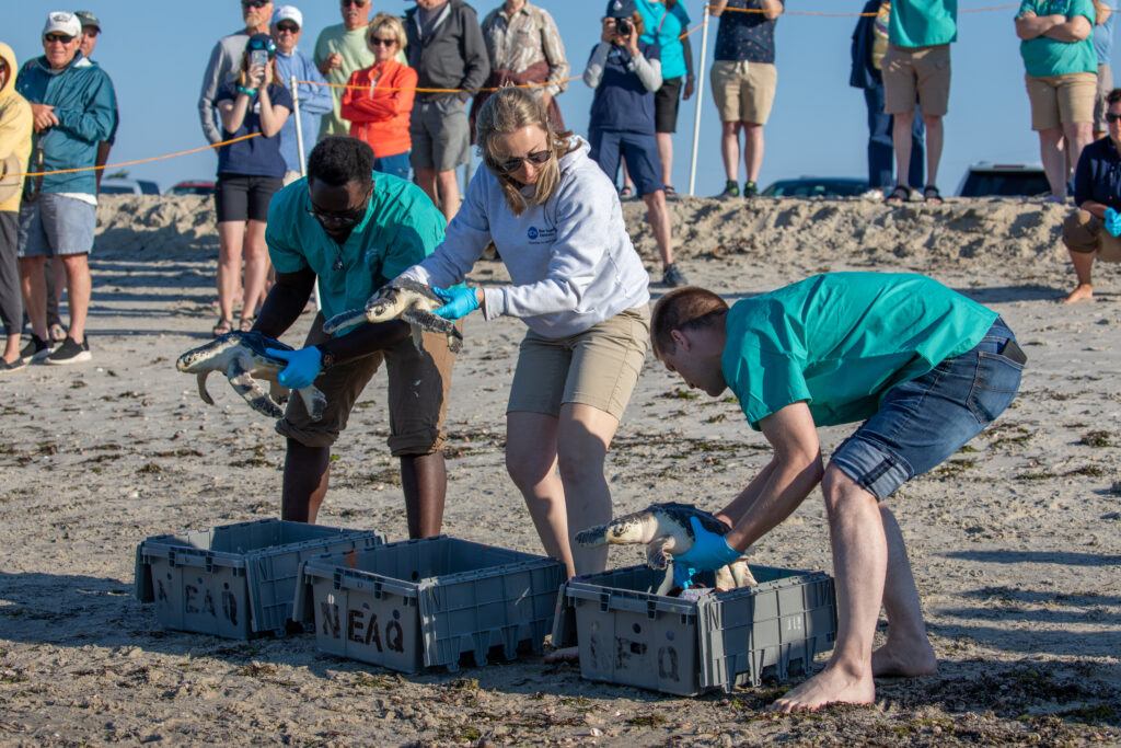 New England Aquarium releases eight rehabilitated sea turtles into ...
