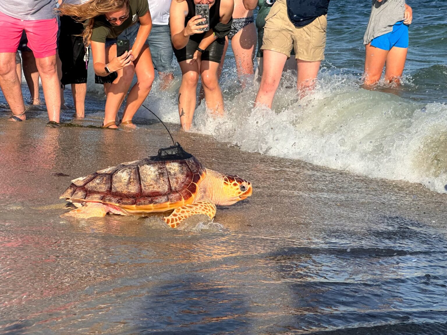 New England Aquarium releases six rehabilitated sea turtles into ocean ...
