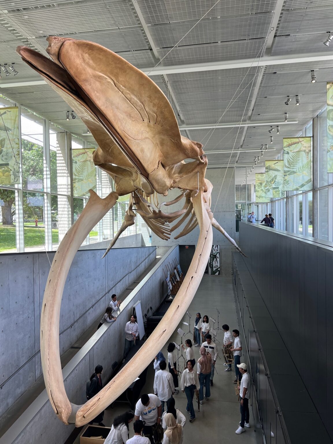 Presenting Thresher Shark Indonesia’s Project at the 2024 NACCB in ...