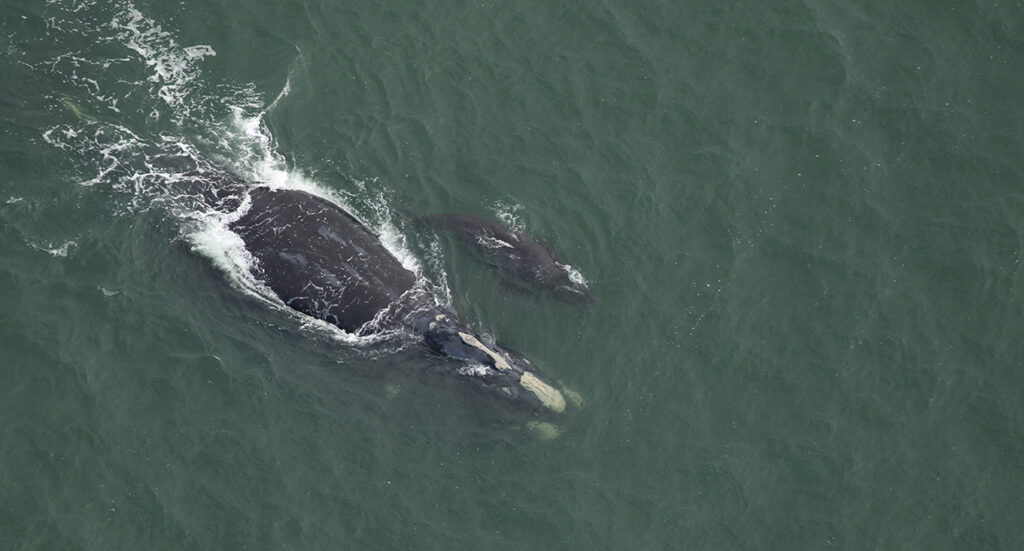 Annual population estimate for critically endangered North Atlantic ...