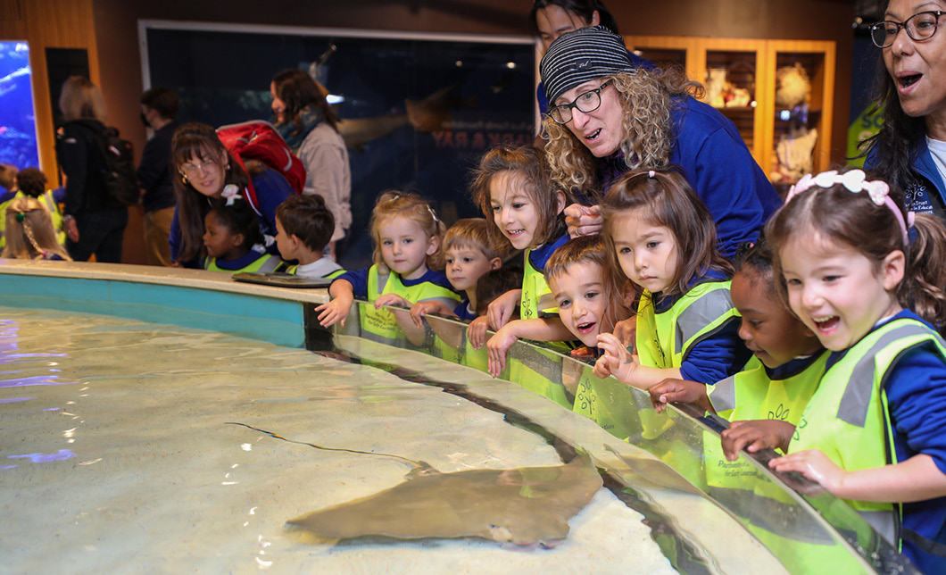 Shark and Ray Touch Tank - New England Aquarium