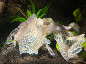 What is Molting, and Who Does It? - New England Aquarium