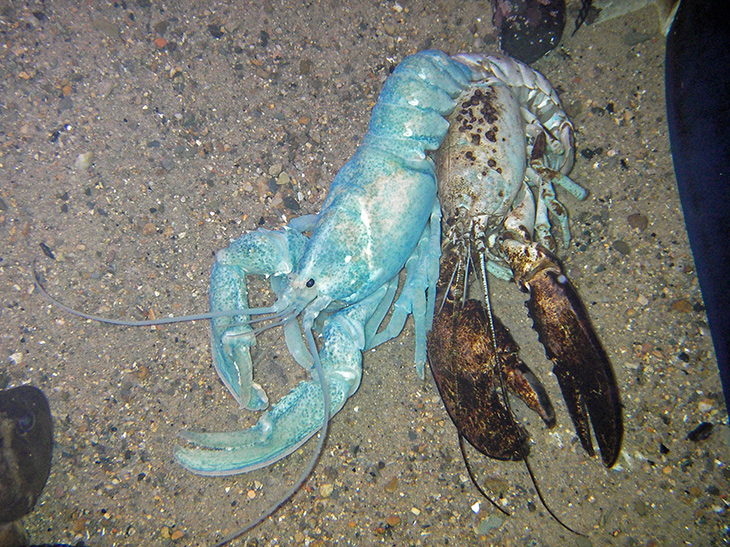 What is Molting, and Who Does It? - New England Aquarium