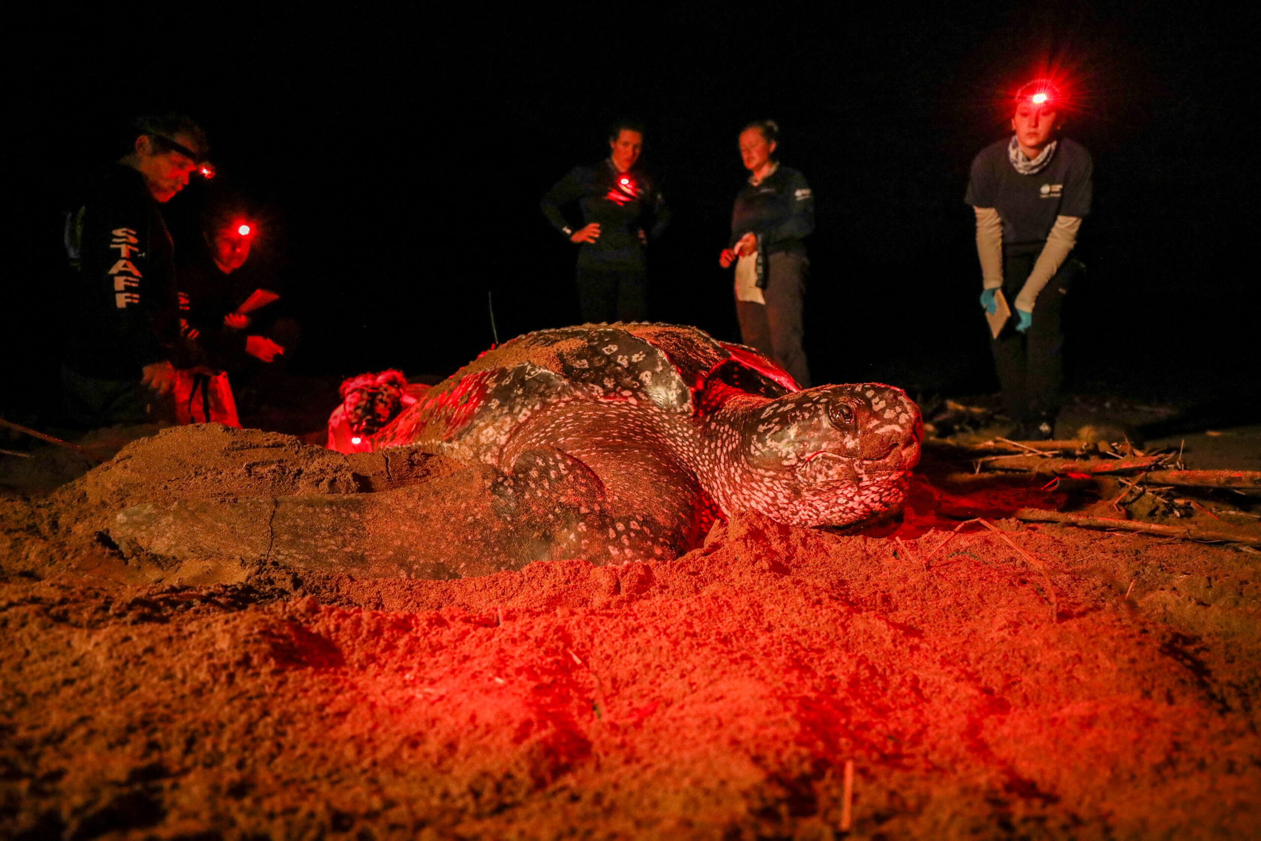 Community partnerships support major expansion of leatherback sea turtle conservation research ...