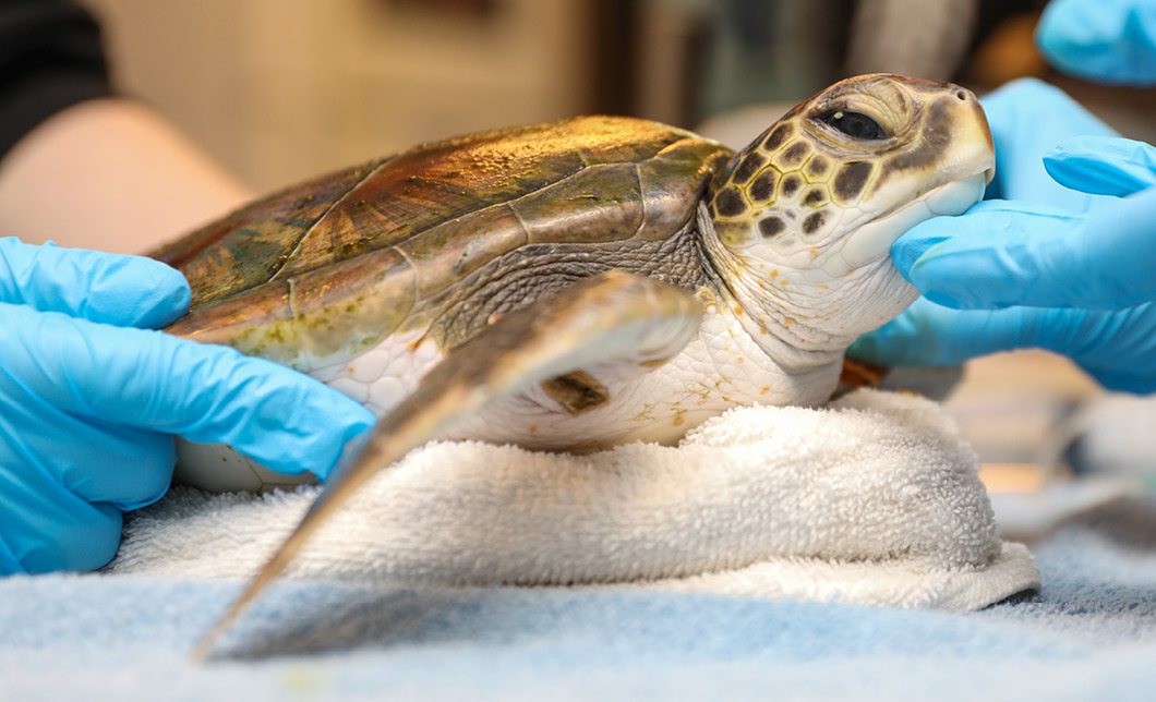 Member Updates - New England Aquarium