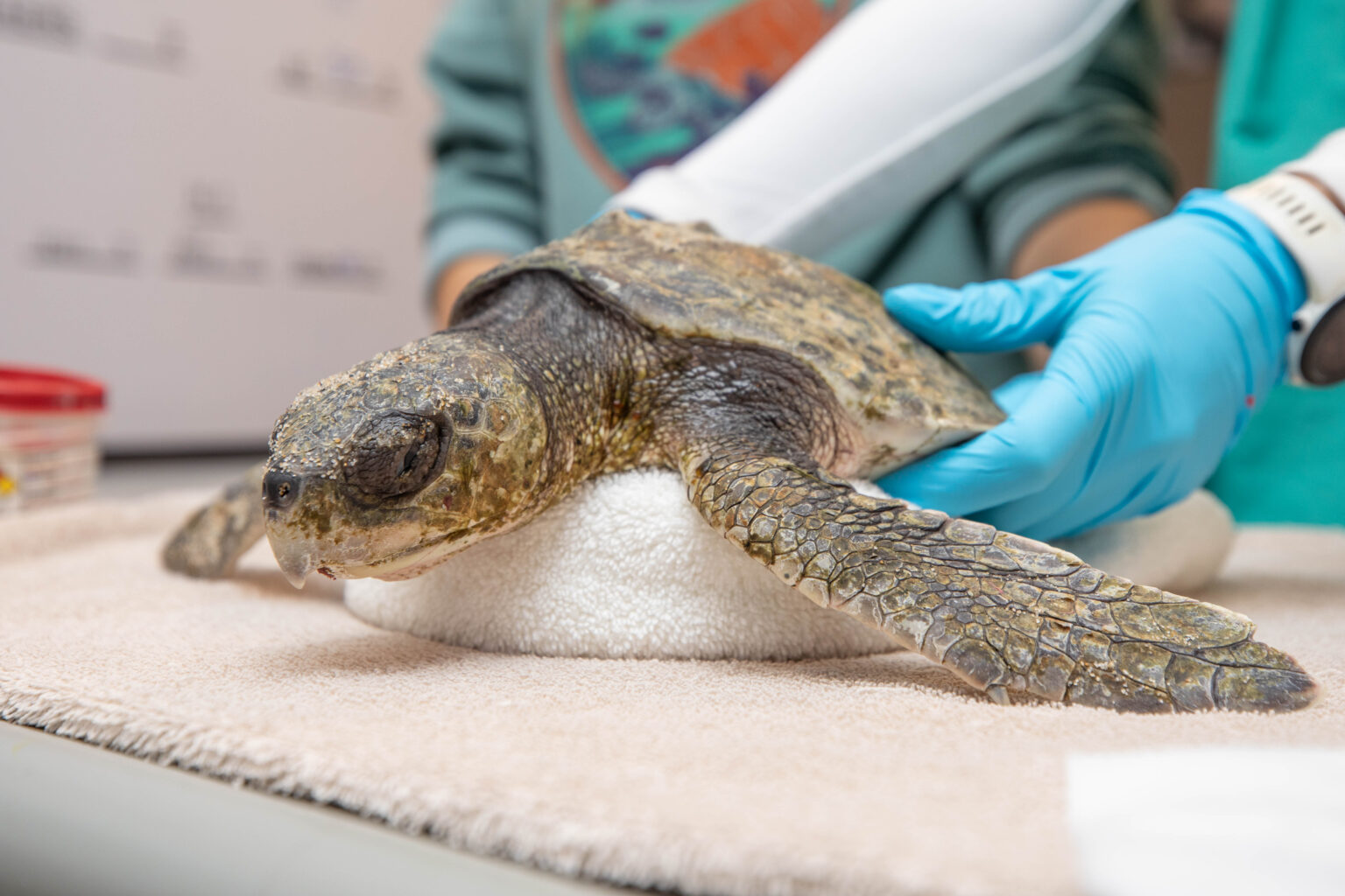More than 200 sea turtles recovering from hypothermia-related ...