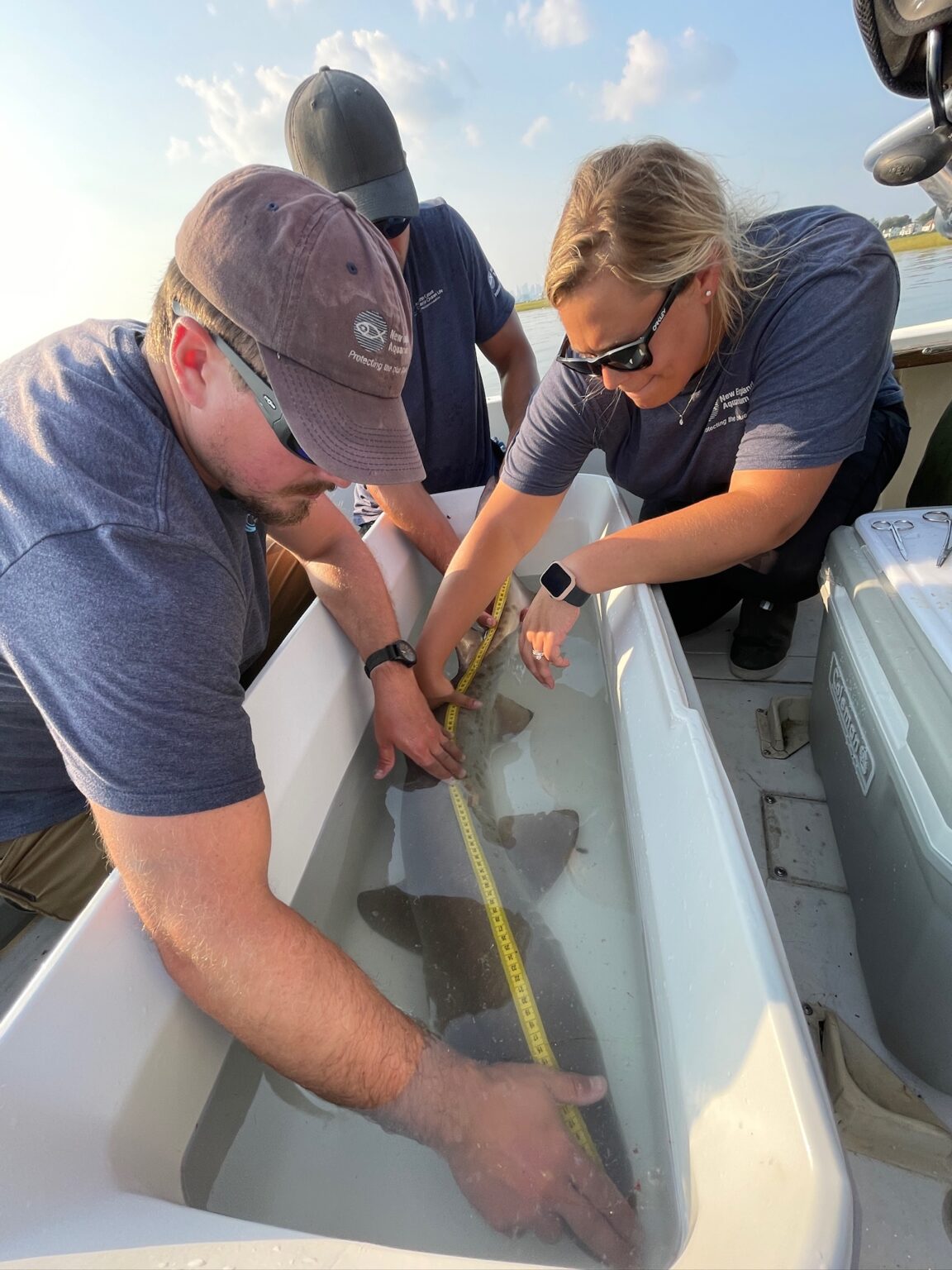 Getting to Know the Neighbors: Sand Tiger Shark Research in Boston ...