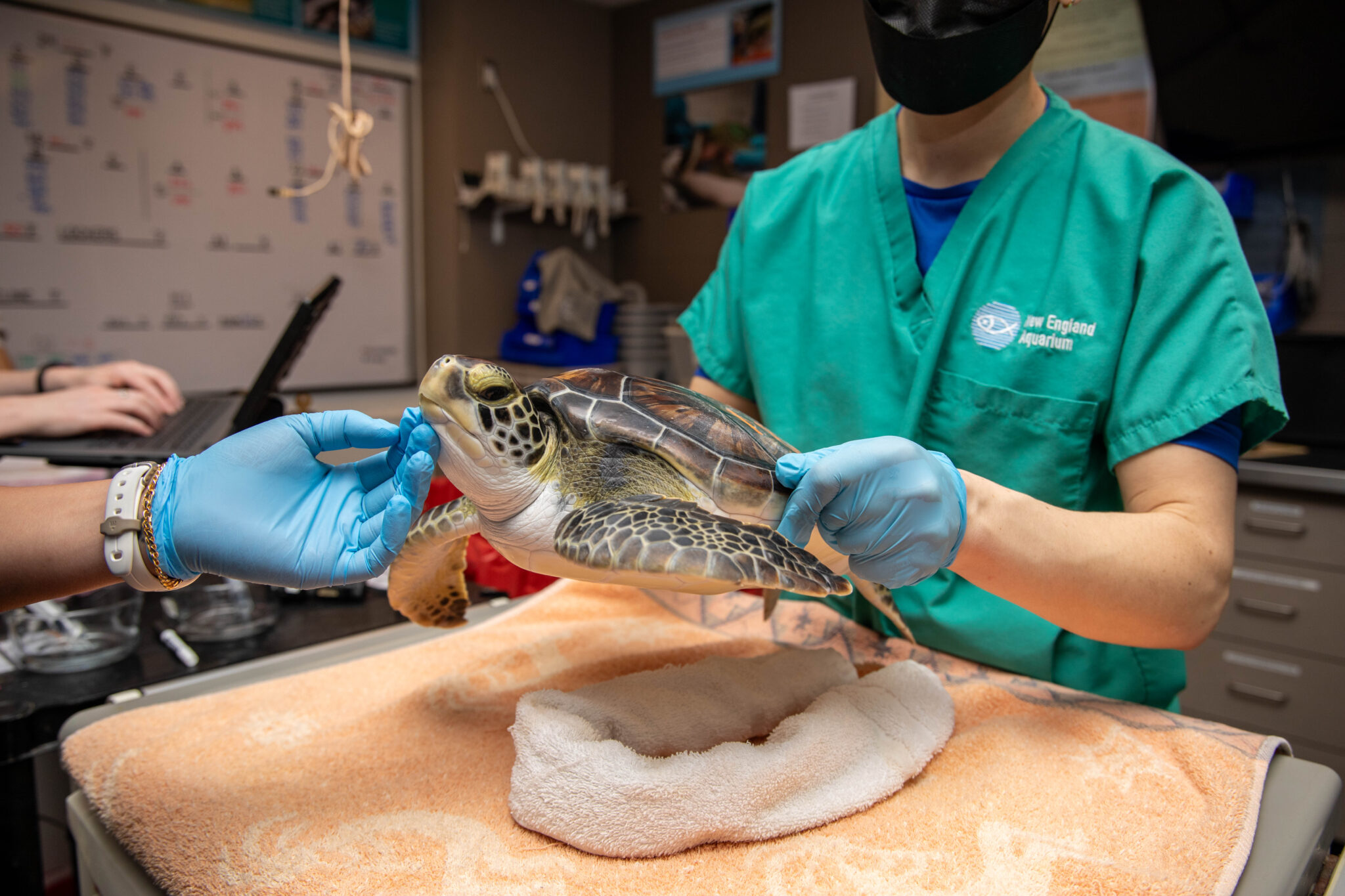 Rescued sea turtles receive Greek mythology-themed names as ...