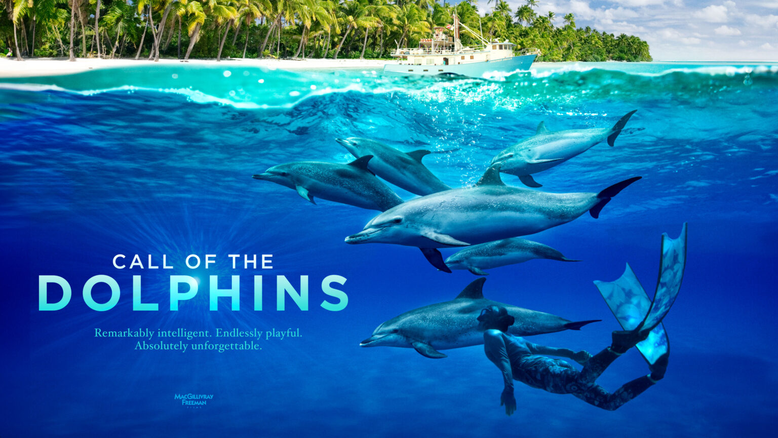 Dive into the world of dolphins in new film Call of the Dolphins - New ...