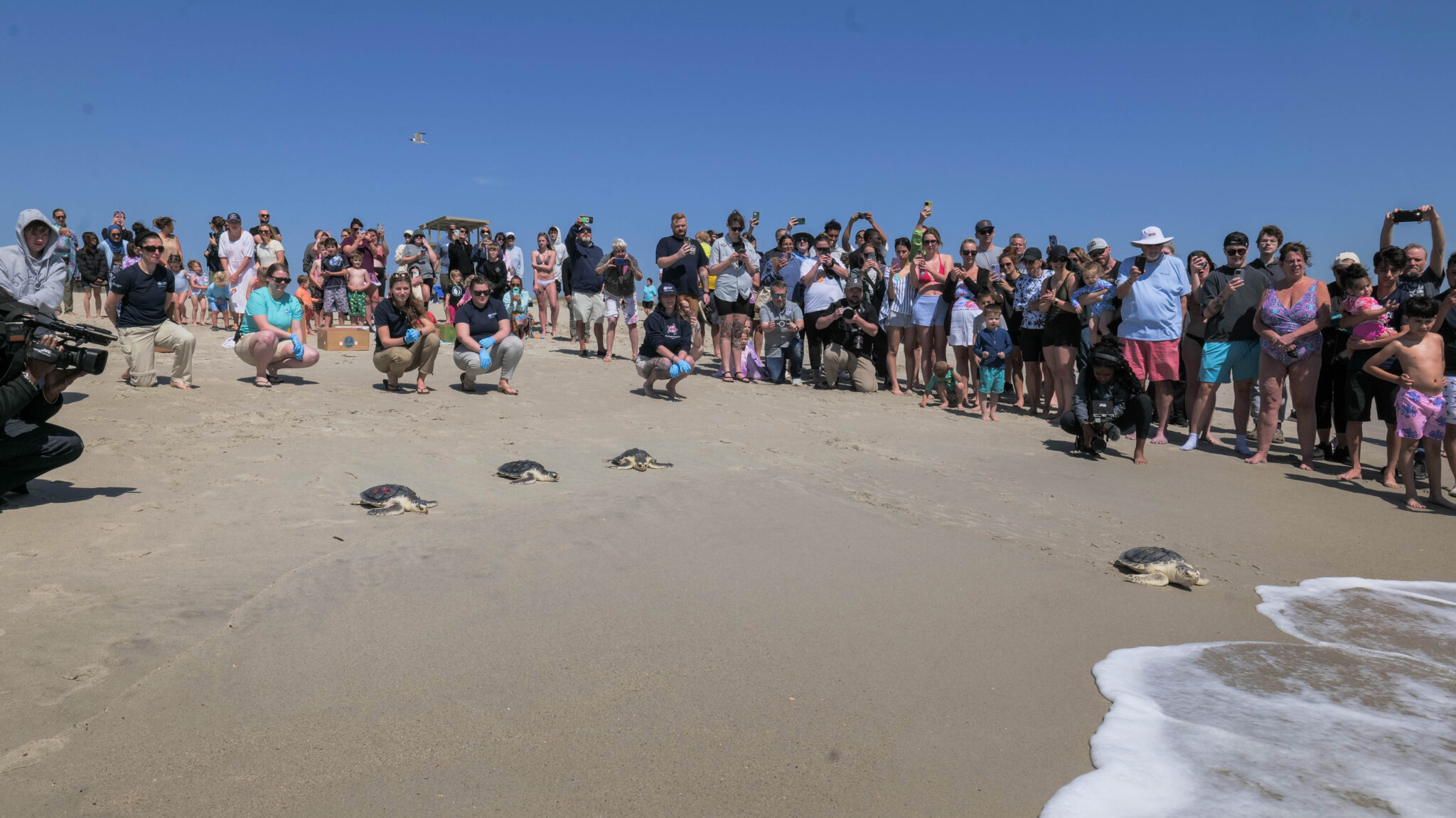 New England Aquarium releases 31 rehabilitated sea turtles into ocean ...