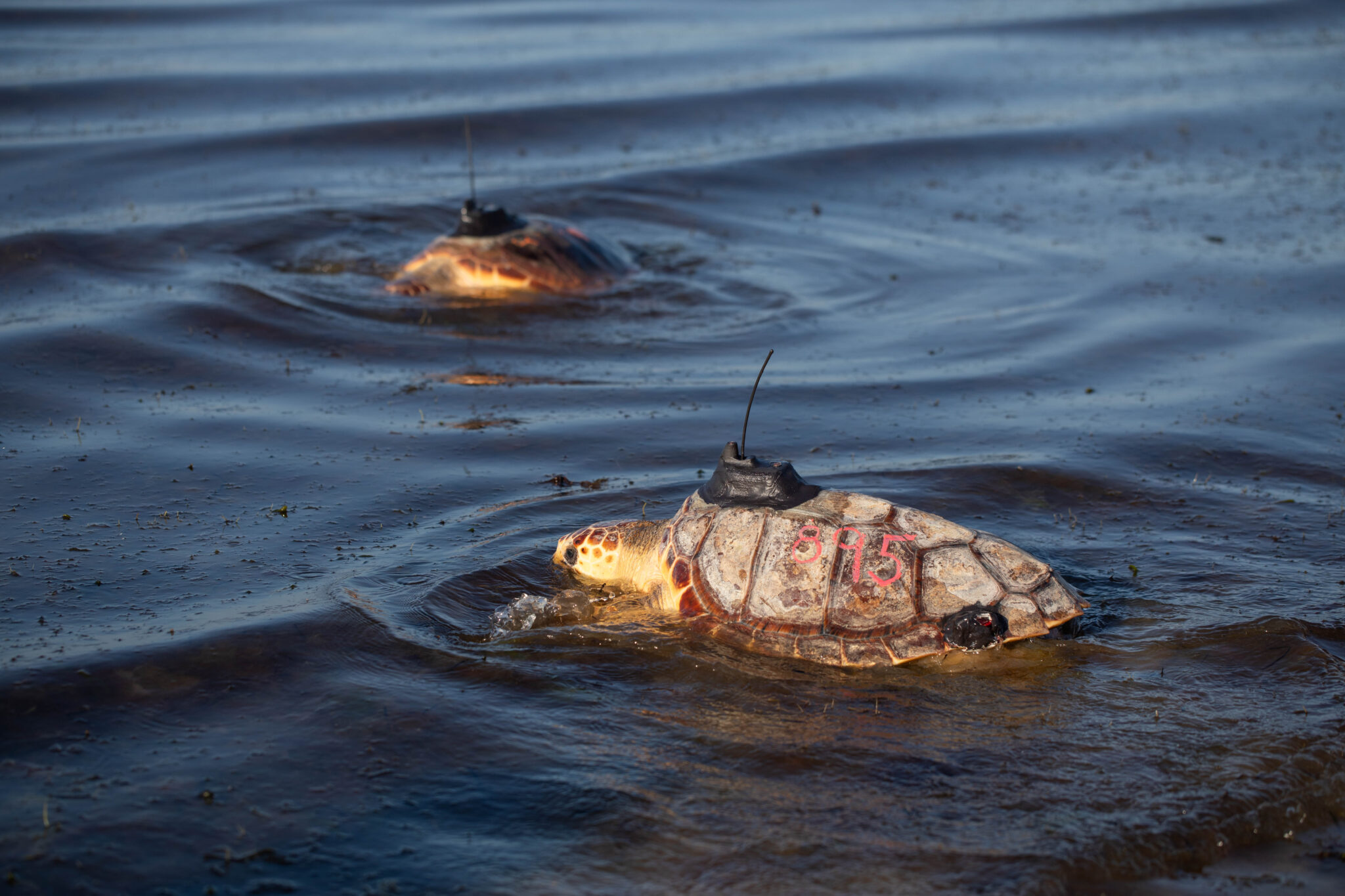 Aquarium releases 17 rehabilitated sea turtles into ocean waters off ...