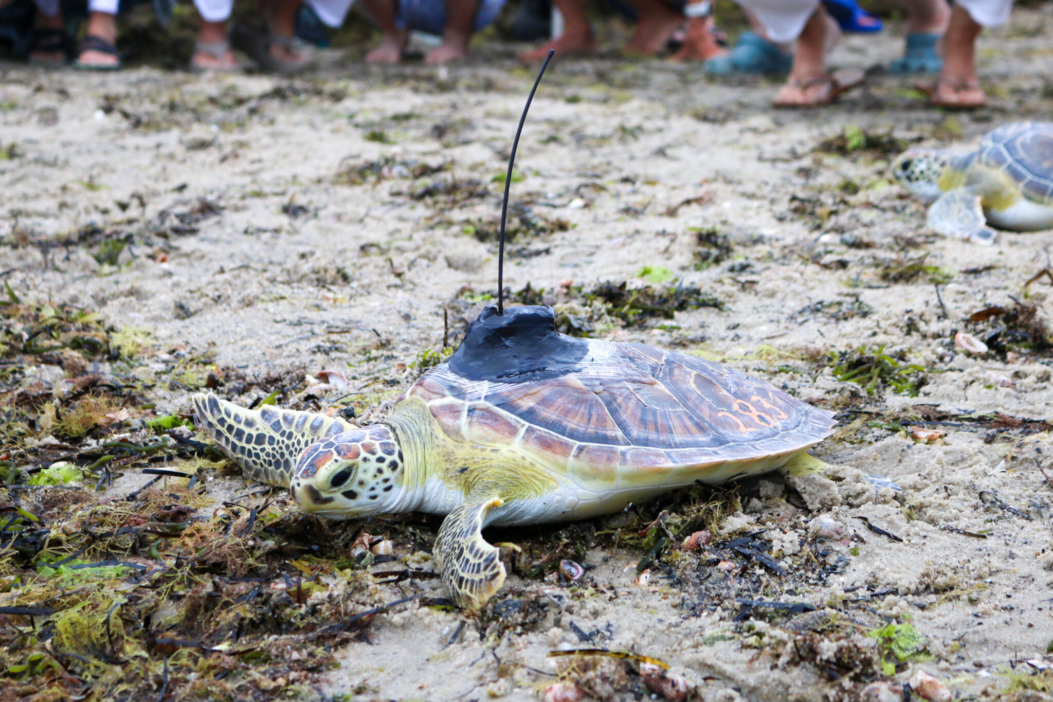 Seven sea turtles return to the ocean after months of rehabilitation at ...