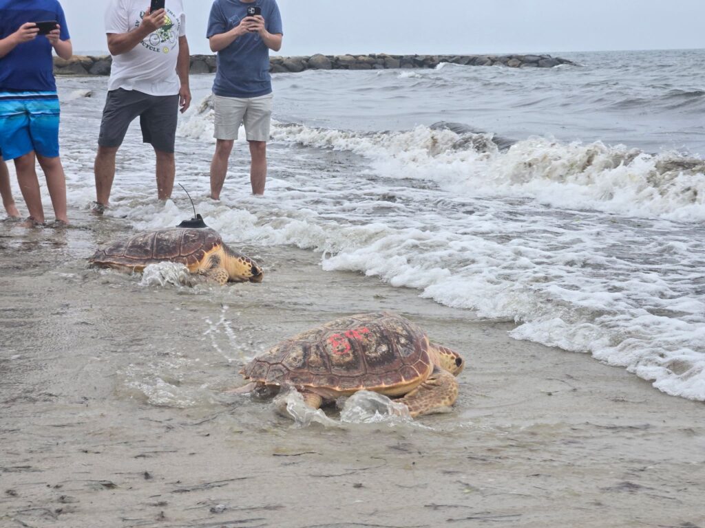 In third release of the season, New England Aquarium returns six ...