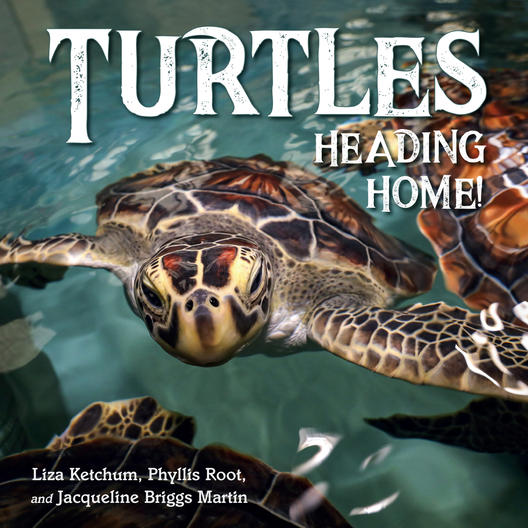 New England Aquarium to host Turtles Heading Home! book signing - New ...