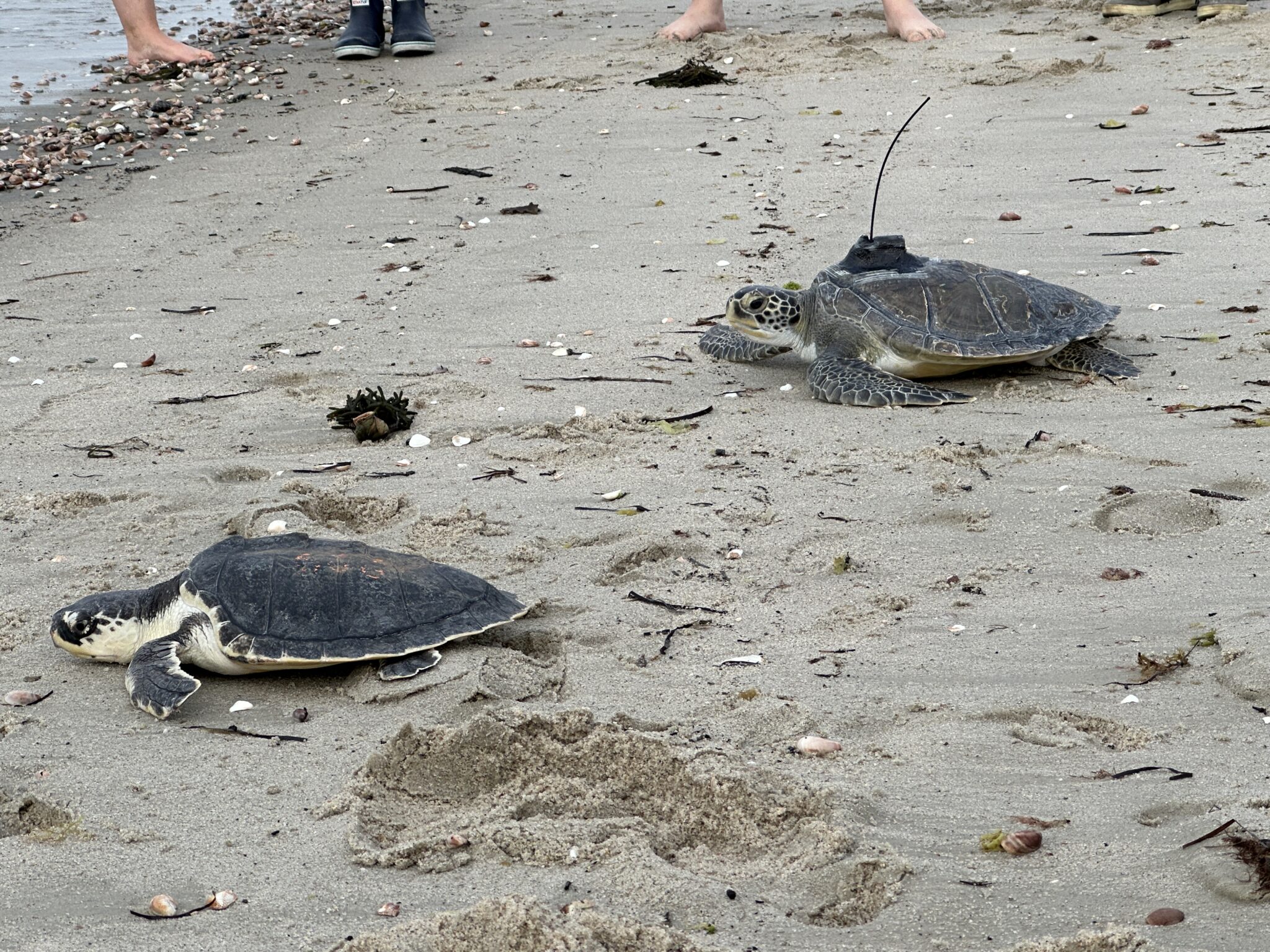 Three rehabilitated sea turtles return to Atlantic Ocean as release ...