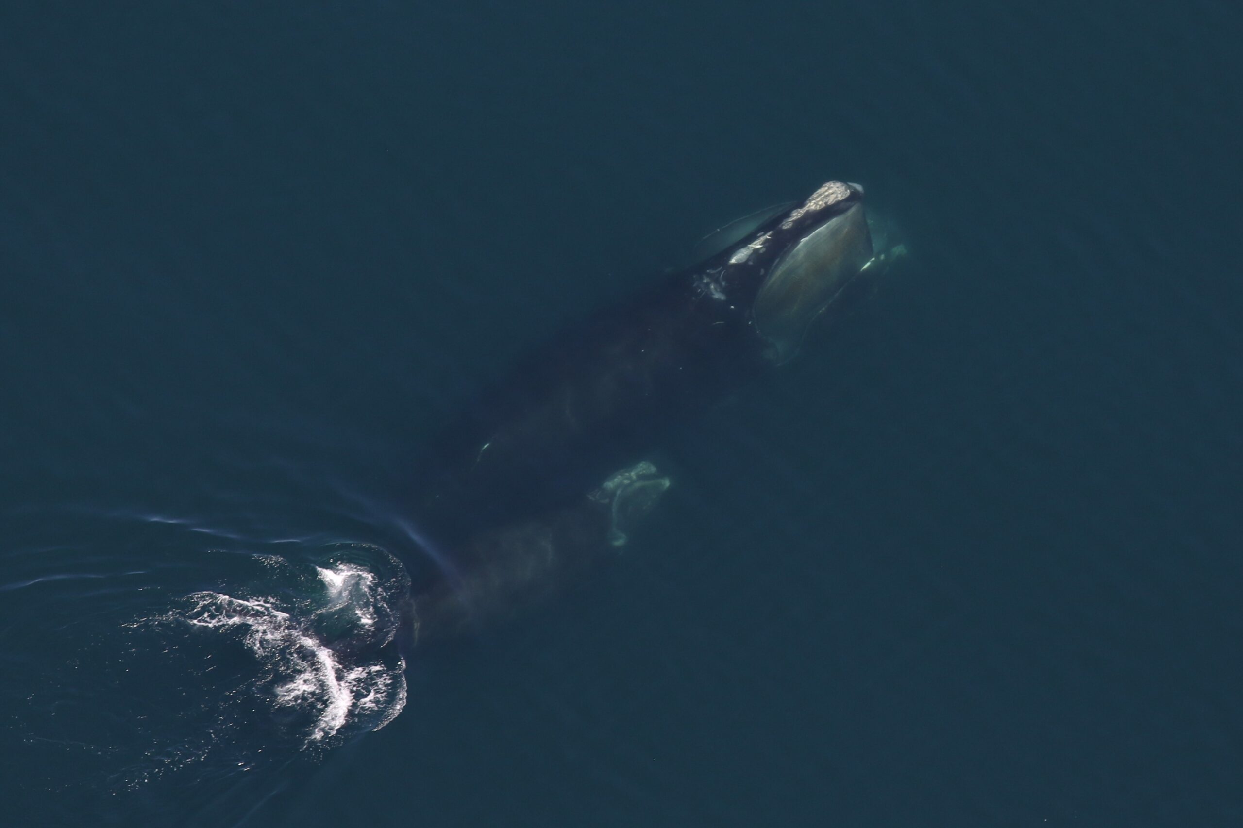 North Atlantic right whale population continues slow growth - New ...